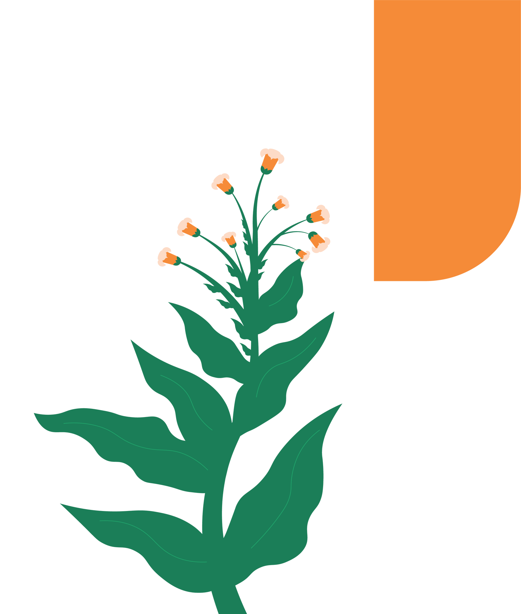 Dutch Leaf B.V. – dutchleaf.com