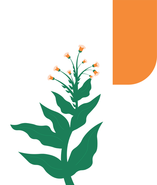 Dutch Leaf B.V. – dutchleaf.com